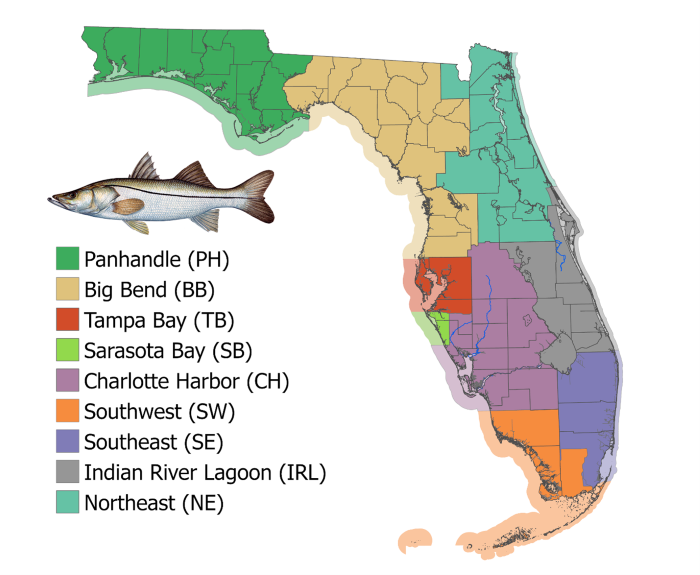 Recreational harvest of snook for Florida’s west coast will close May 1 ...